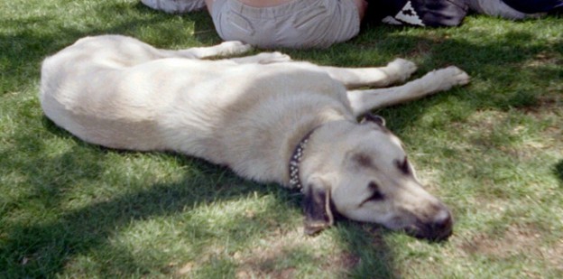 Perros obesos: Dieta, alimentación y ejercicios para evitar enfermedades